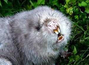 竹鼠 - 搜狗百科